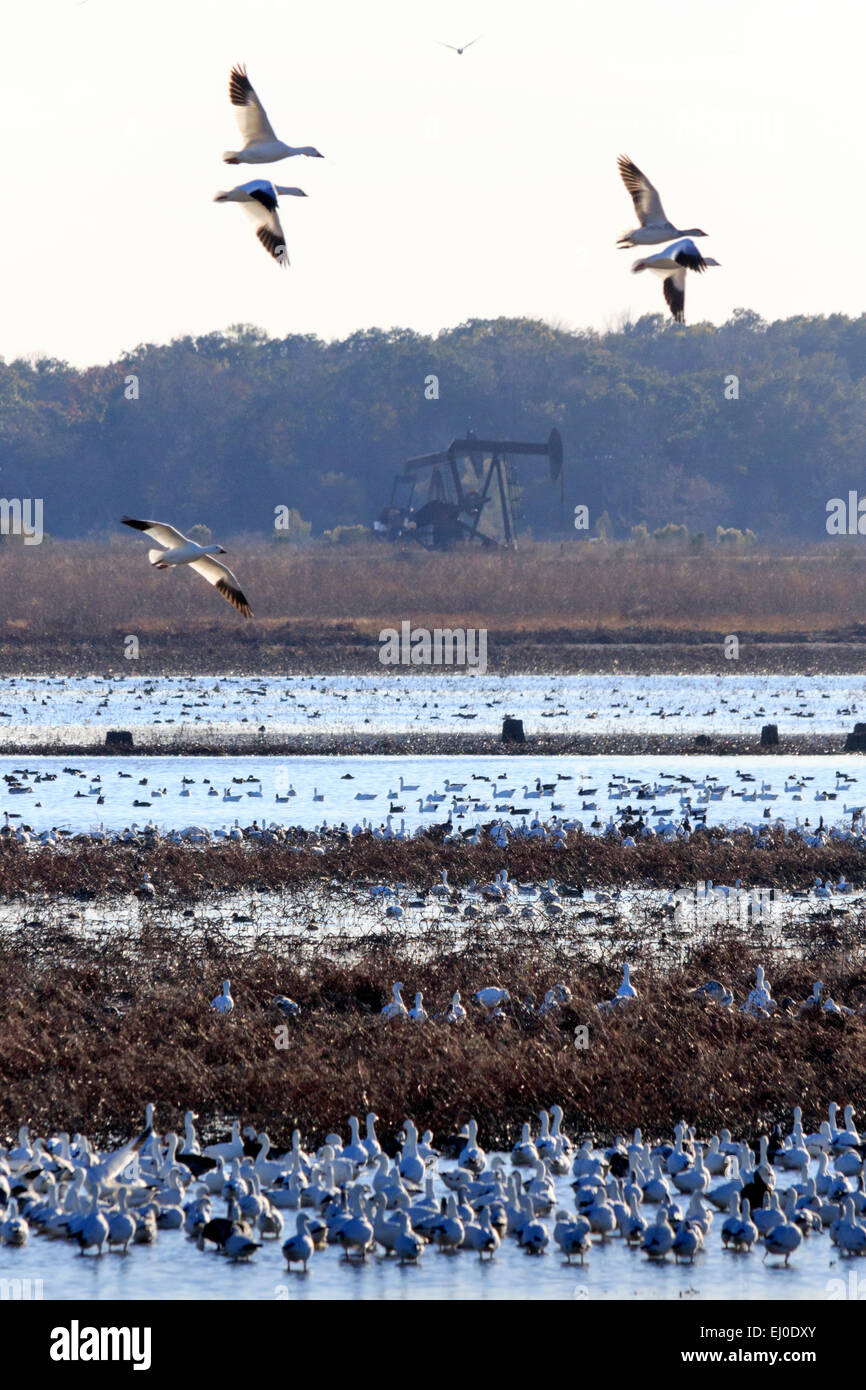 Chen caerulescens, Hagerman, National, Wildlife, Refuge, Lake Texoma ...