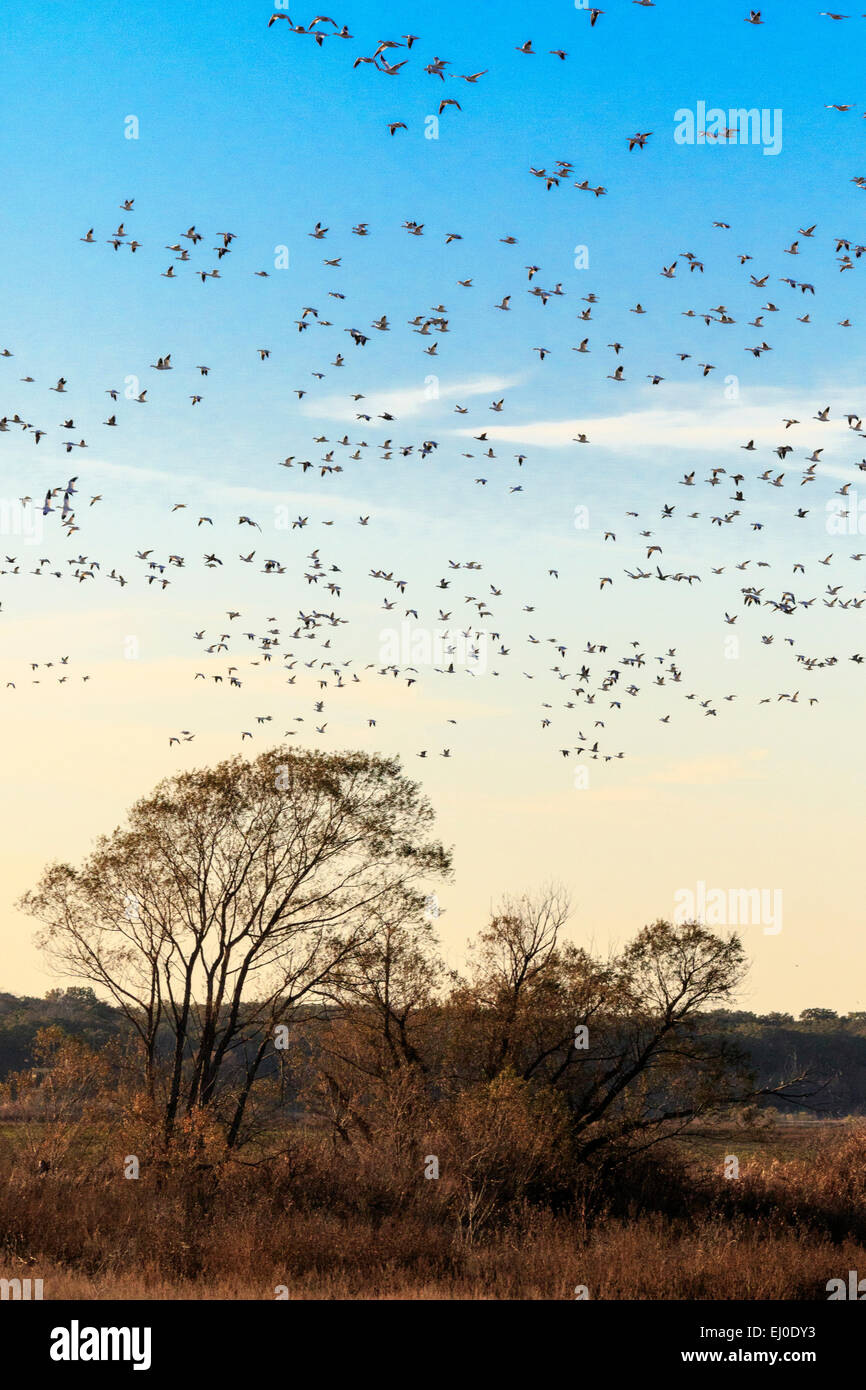 Chen caerulescens, Hagerman, National, Wildlife, Refuge, Lake Texoma ...