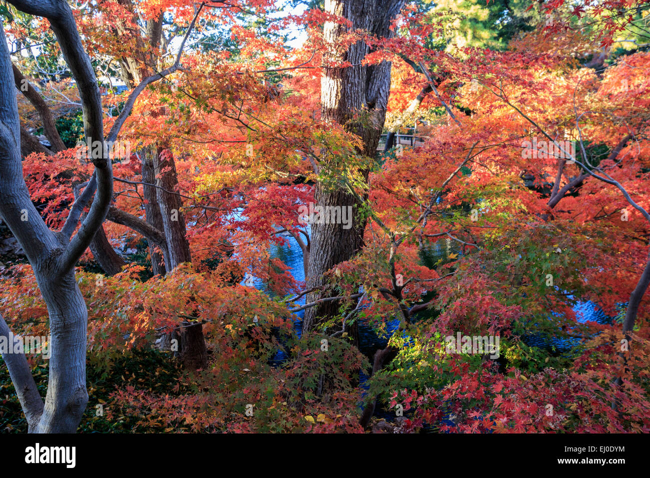 autumn, fall color, Japanese Garden, maple, leaves, red, Texas, TX ...