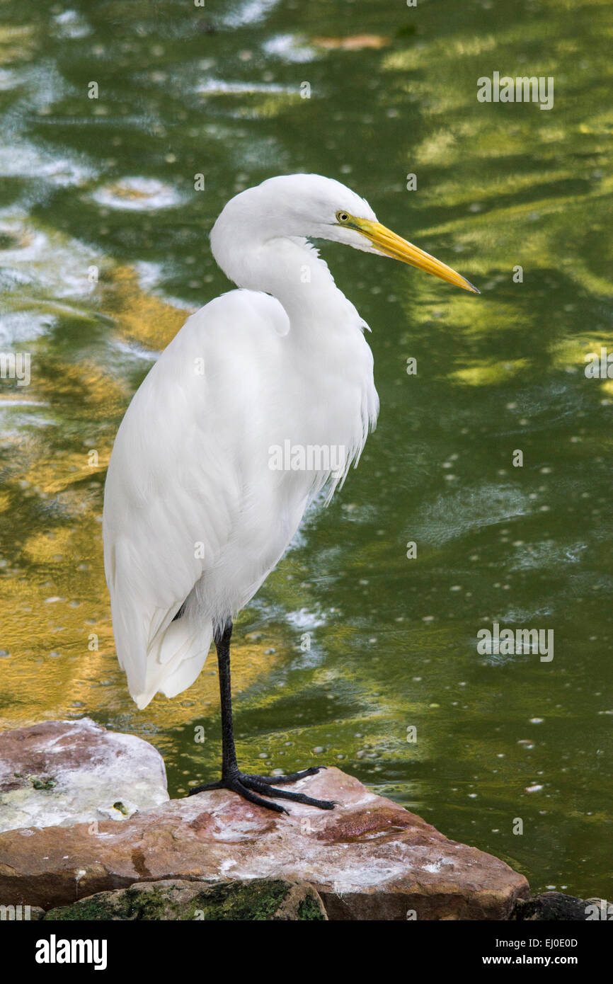 Large egret hi-res stock photography and images - Alamy