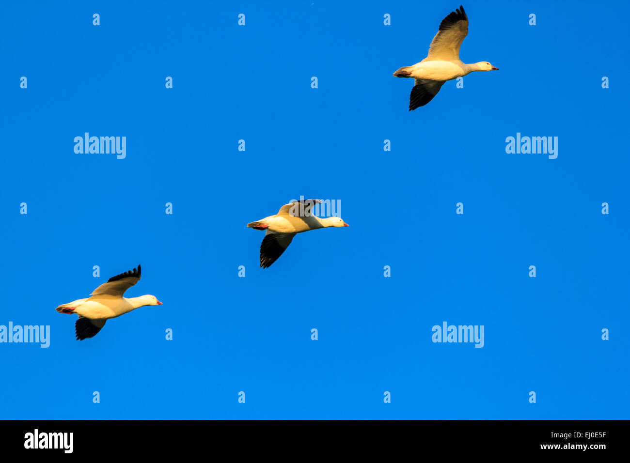 Chen caerulescens, Hagerman, National, Wildlife, Refuge, Lake Texoma ...