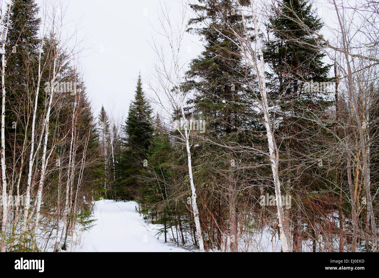 Northern boreal forest landscape in winter Stock Photo - Alamy