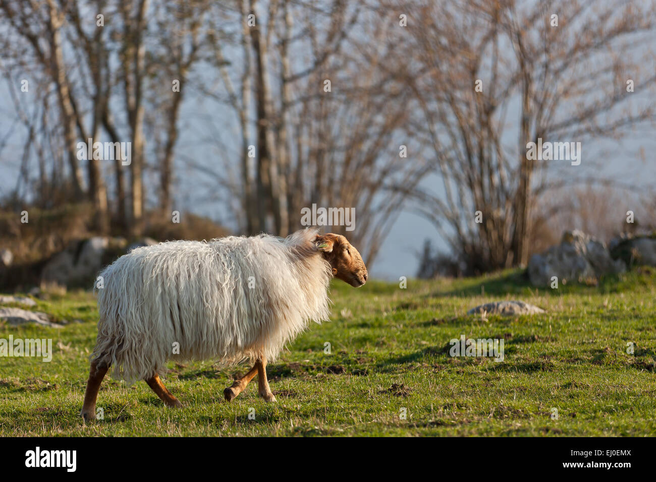 Oveja dorada hi-res stock photography and images - Alamy