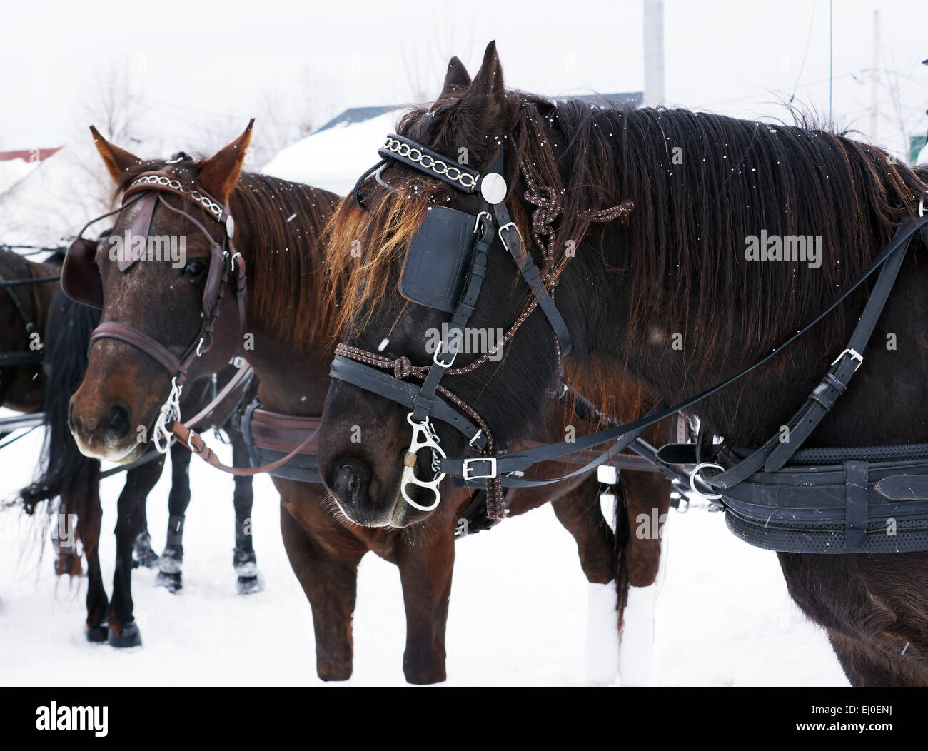 Winter snow team horses hi-res stock photography and images - Alamy