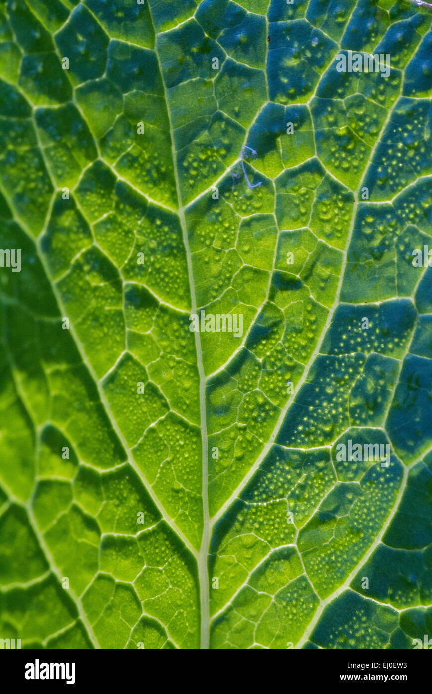 Abstract macro background of a leaf from a plant Stock Photo - Alamy