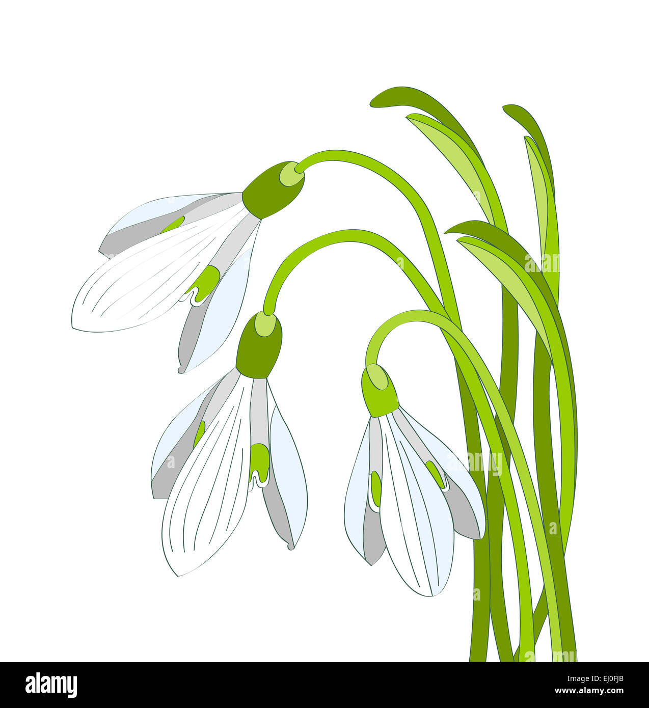 Snowdrop botanical illustration hi-res stock photography and images - Alamy