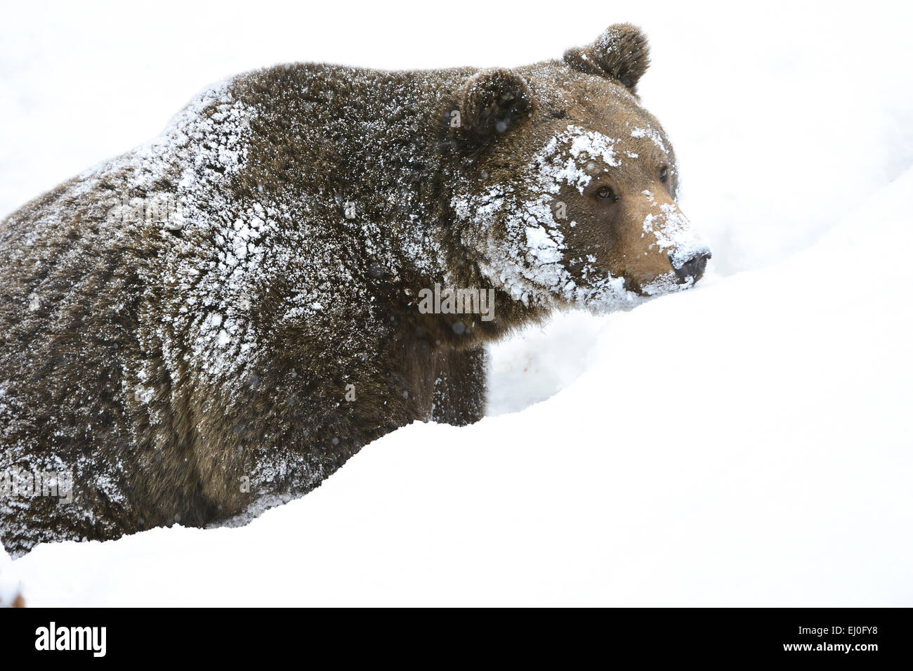 Brown bear, animal, European bear, European brown bears, predator ...