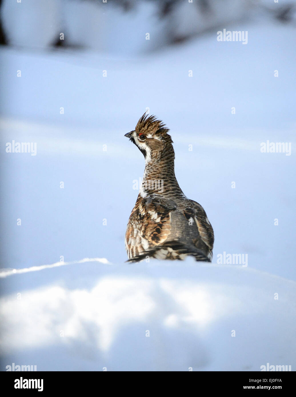 Hazel hen, bonasa, bonasia, Rau grouse, forest bird, hazel hens ...
