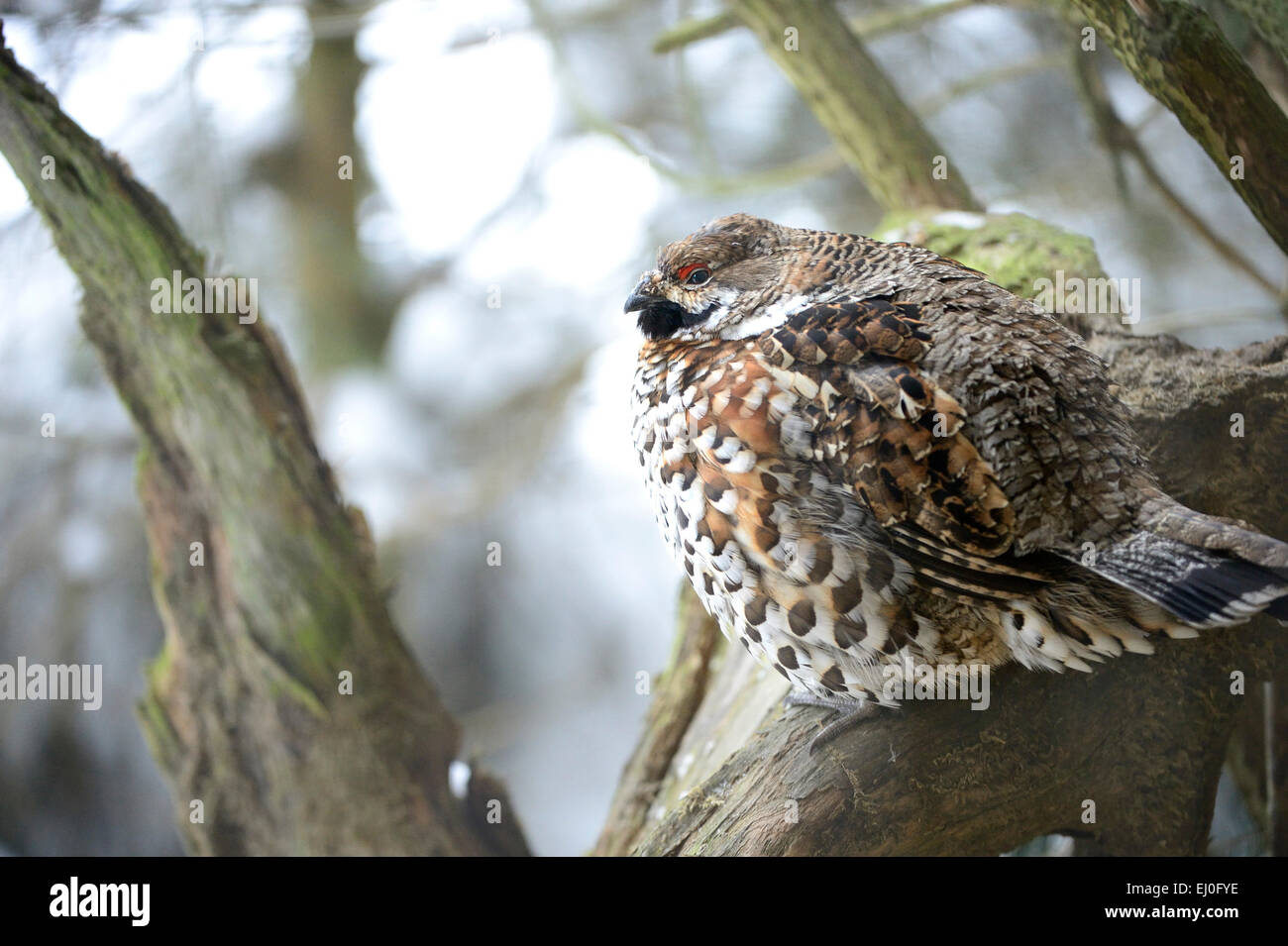 Hazel hen, bonasa, bonasia, Rau grouse, forest bird, hazel hens ...