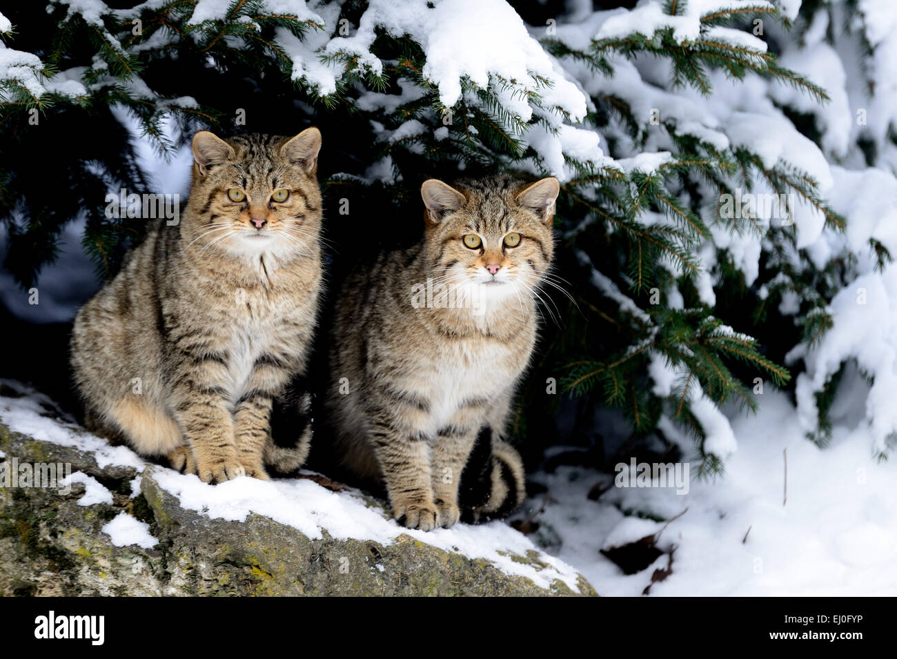 Wildcat, animal, predatory game, predator, predators, small cats, cats ...