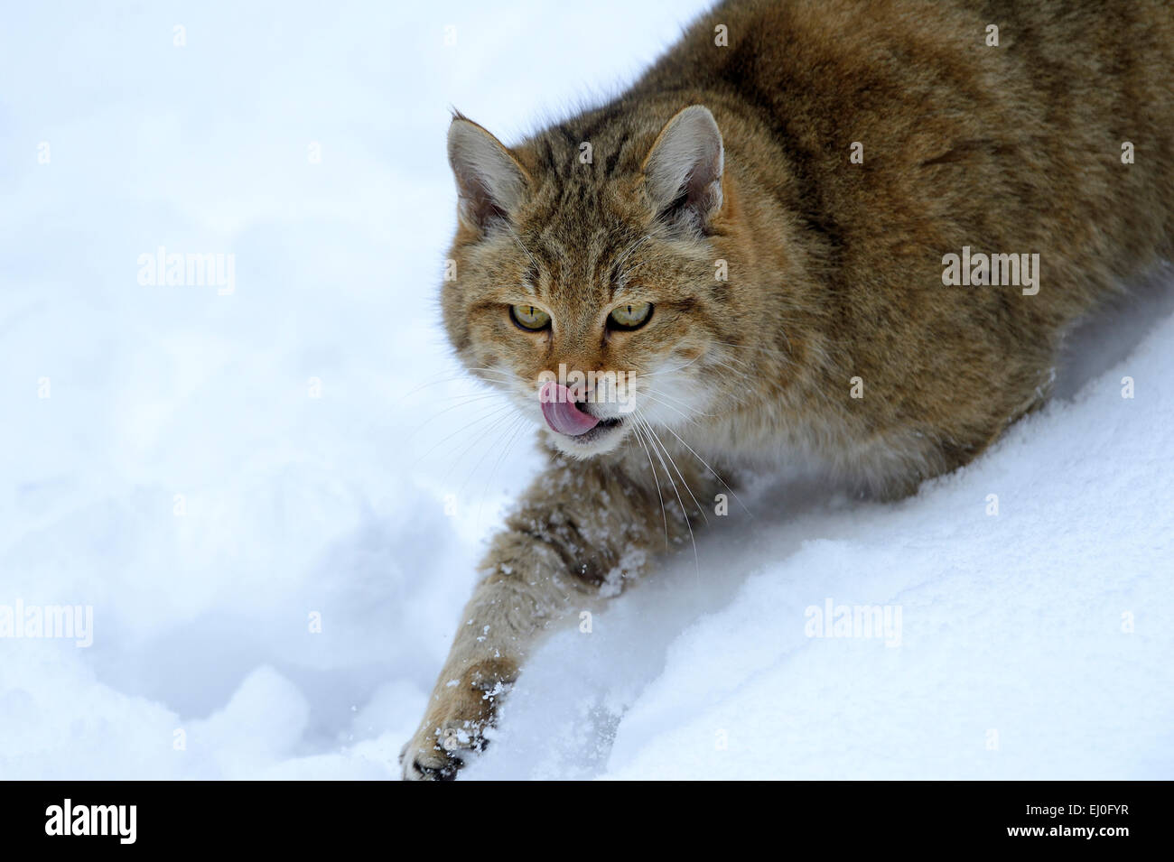 Wildcat, animal, predatory game, predator, predators, small cats, cats ...