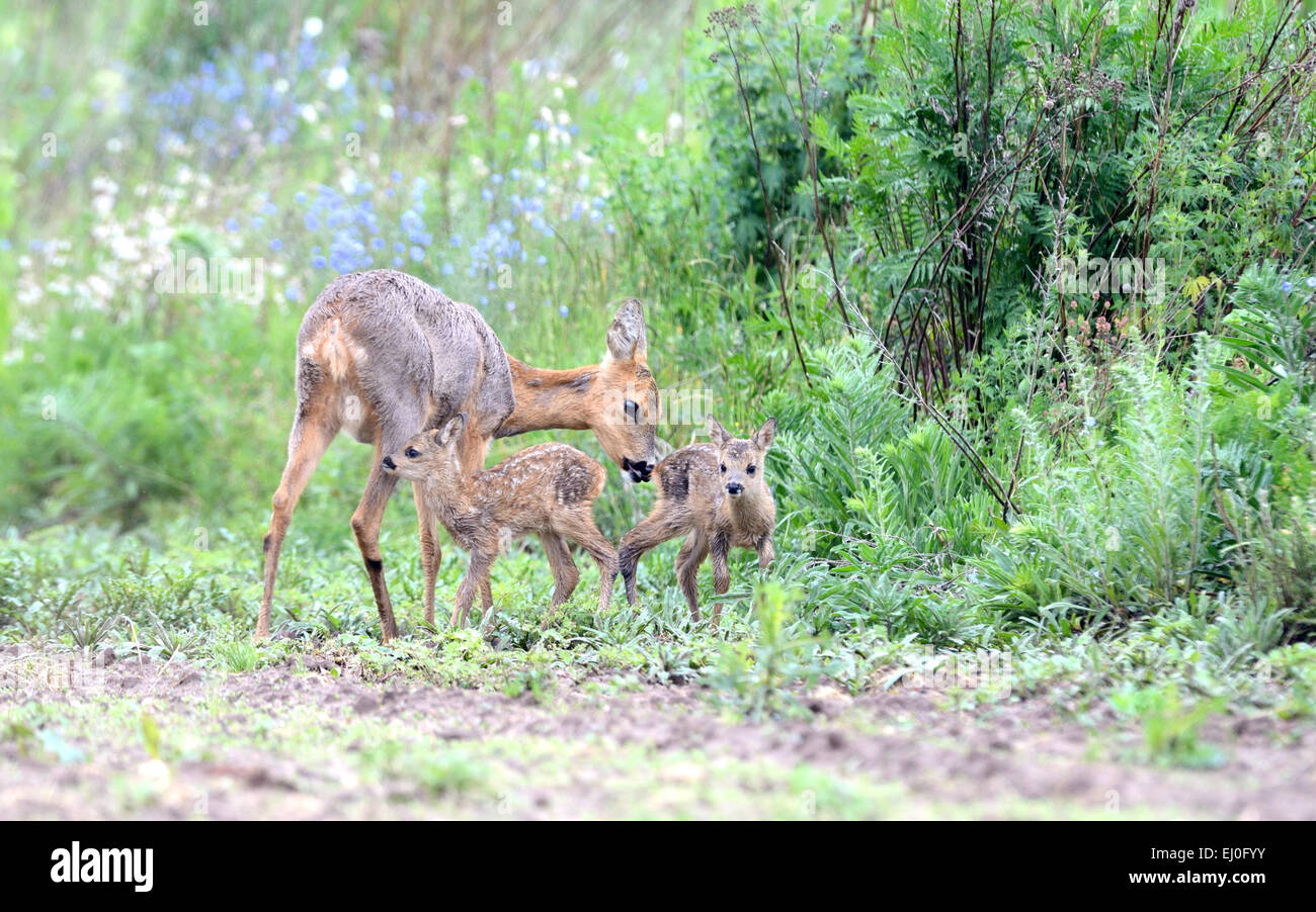 Roe deer, animal, forest roe deer, Capreolus capreolus, cloven-hoofed ...