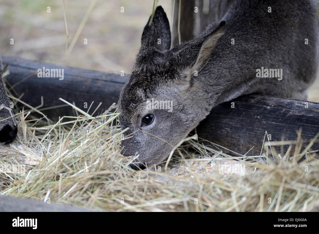 Roe deer, animal, forest roe deer, Capreolus capreolus, cloven-hoofed ...