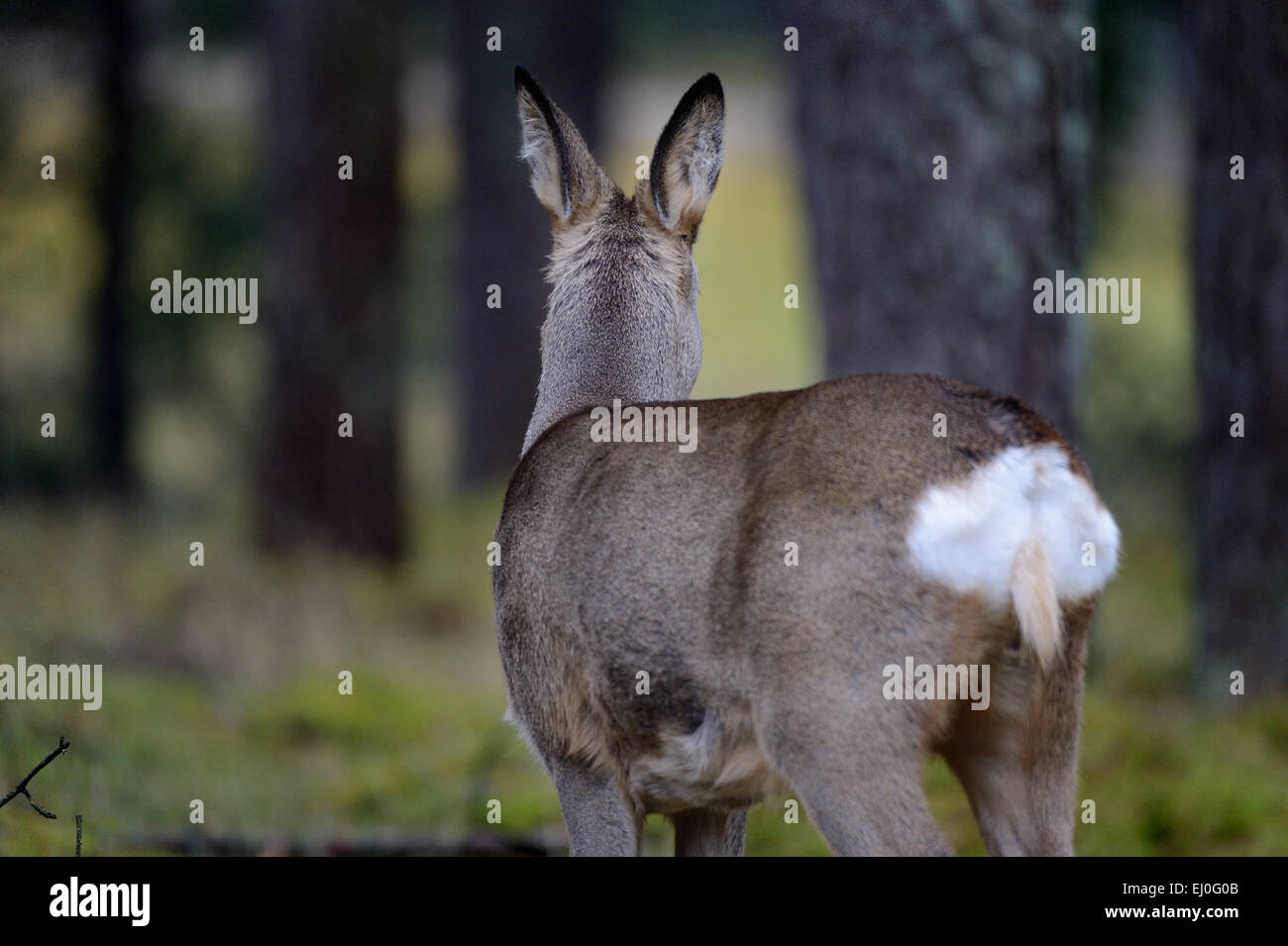Roe deer, animal, forest roe deer, Capreolus capreolus, cloven-hoofed ...
