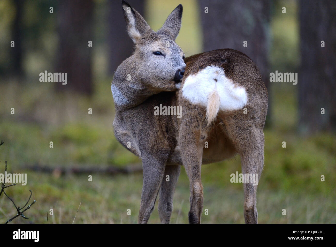 Roe deer, animal, forest roe deer, Capreolus capreolus, cloven-hoofed ...