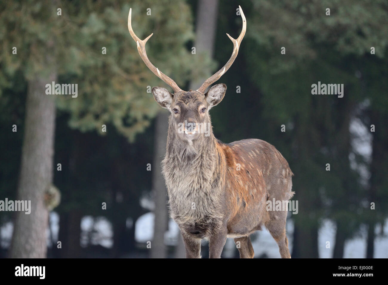 Sika, animal, Tier, winter, Japanese deer, deer, stag, Cervus nippon ...
