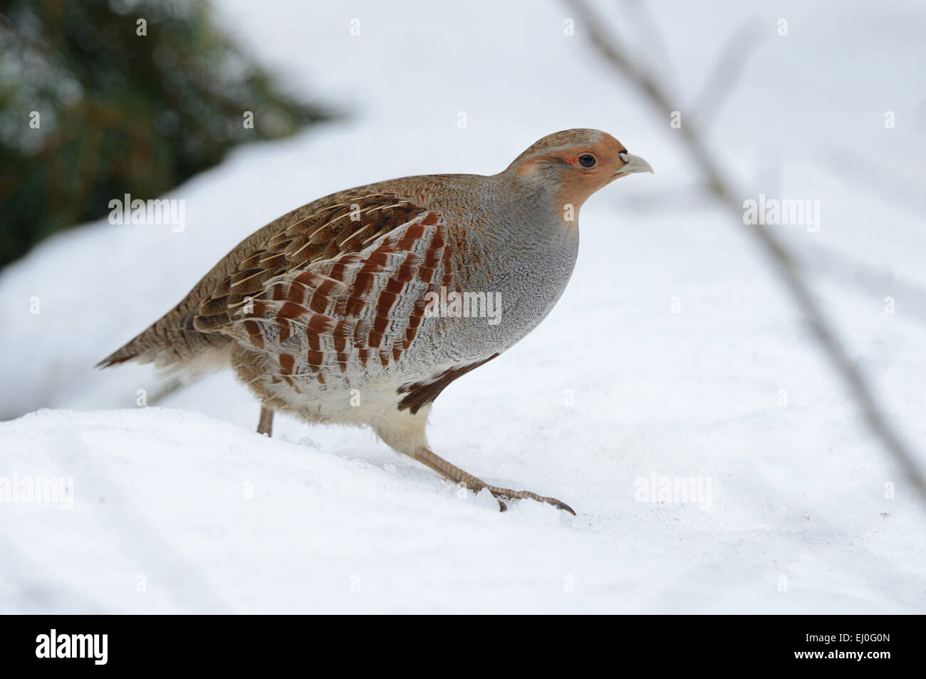 Partridge, Perdix perdix, chickens, hens, wild chickens, bird ...