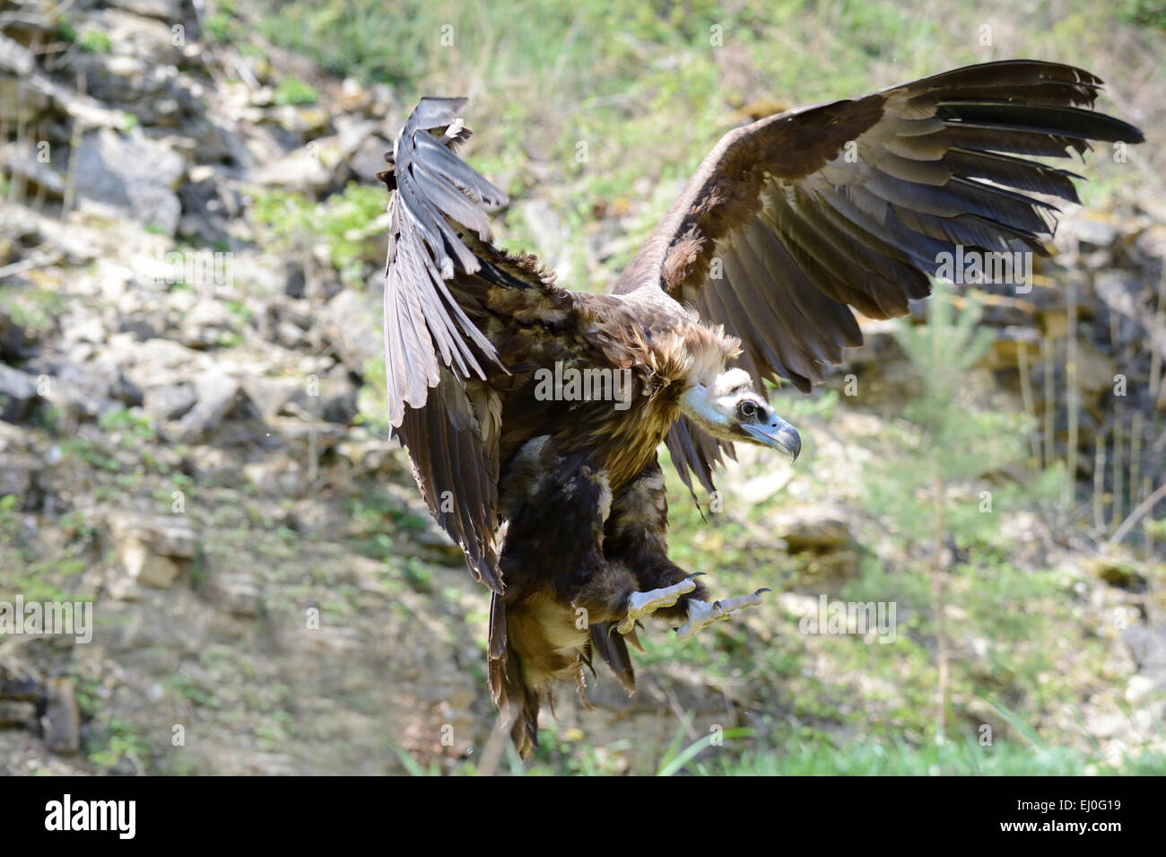 Cinereous vulture aegypius monachus hi-res stock photography and images ...