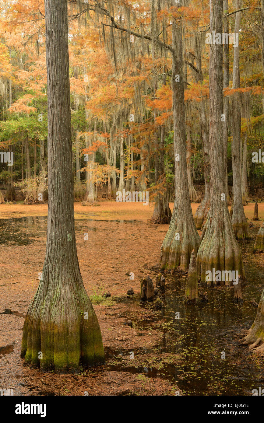 USA, Florida, Tallahassee, Panhandle, Tallahasse Museum, Cypress swamp ...