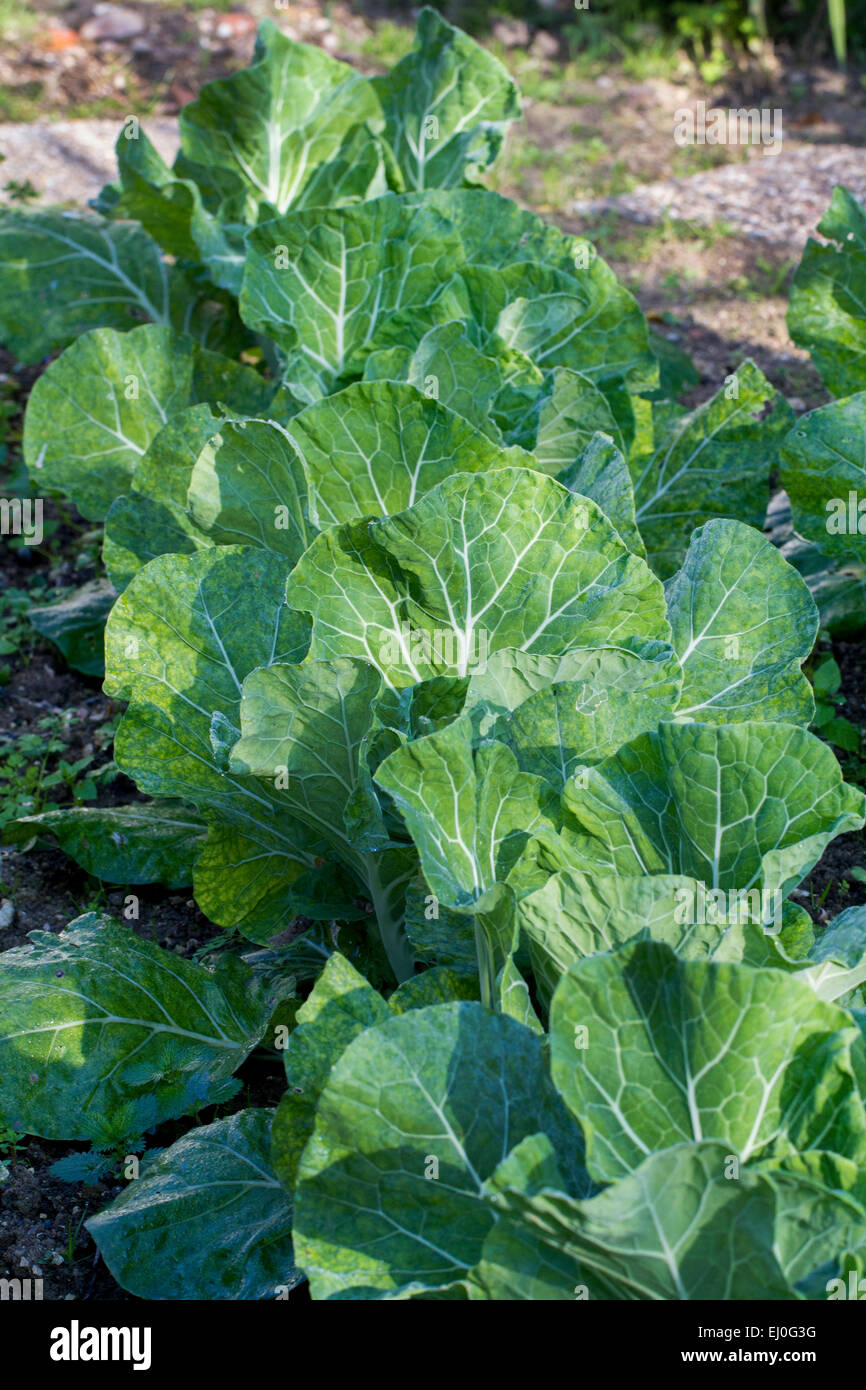 Local small farm of cabbage vegetable Stock Photo - Alamy