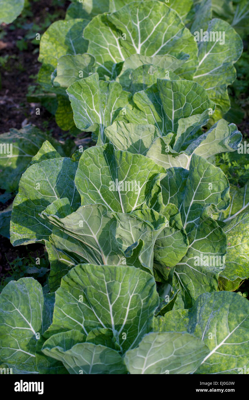 Local small farm of cabbage vegetable Stock Photo - Alamy