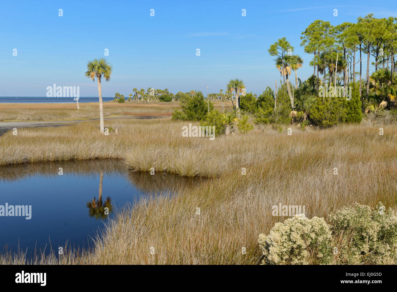 USA, Florida, Gulf County, Gulf of Mexico, St Joseph Bay State Buffer ...