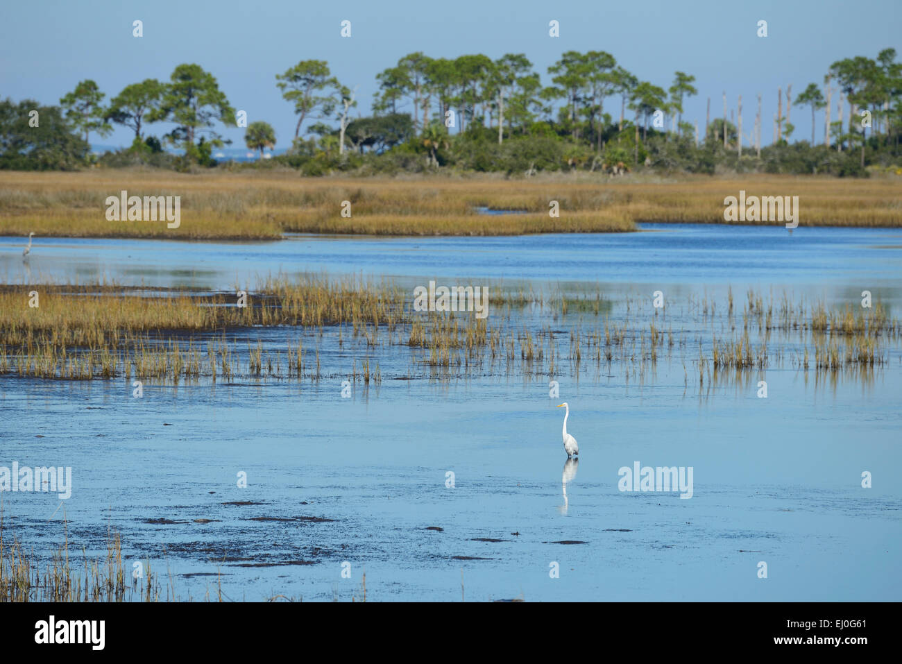 USA, Florida, Gulf County, Gulf of Mexico, St Joseph Bay State Buffer ...