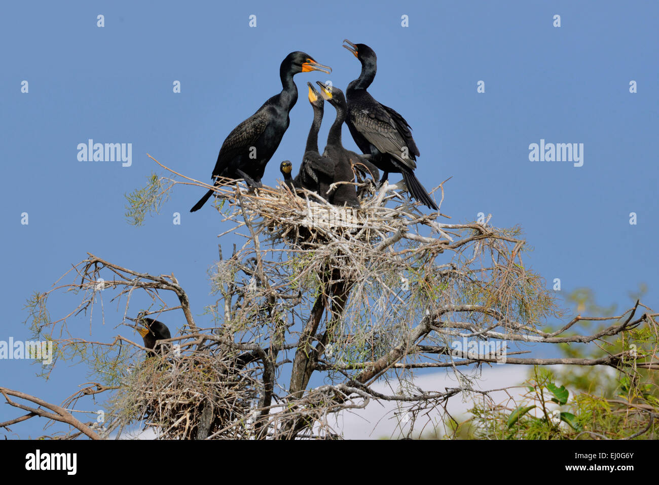 USA, Florida, Palm Beach County, Delray Beach, Wakodahatchee, Wetlands ...