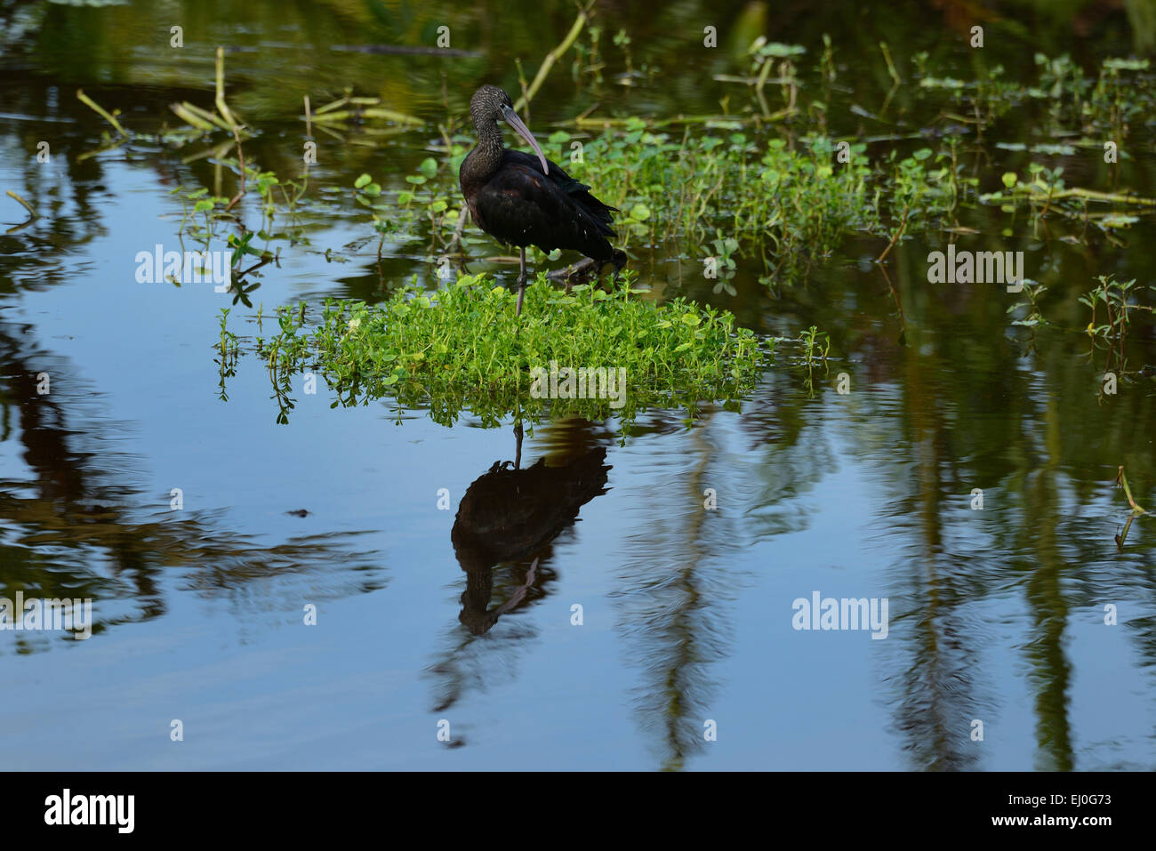 USA, Florida, Palm Beach County, Delray Beach, Wakodahatchee, Wetlands ...