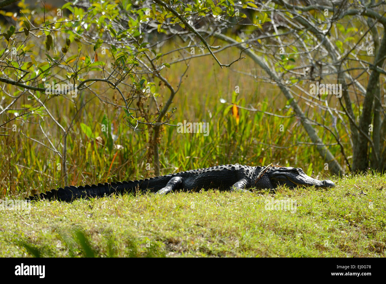 Florida alligator beach hi-res stock photography and images - Alamy