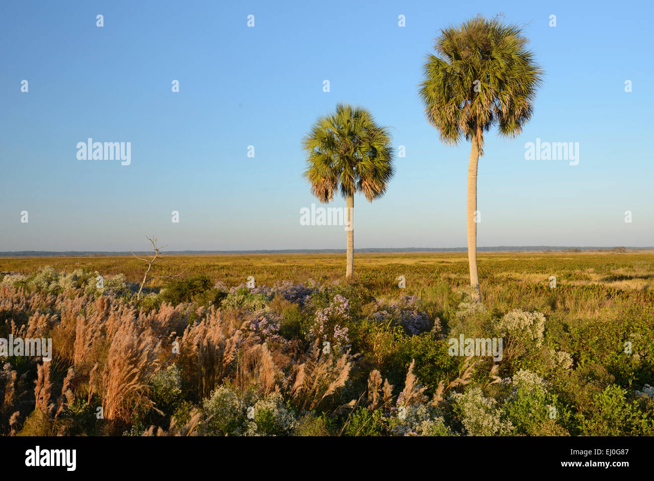 Paynes prairie preserve state park hi-res stock photography and images ...
