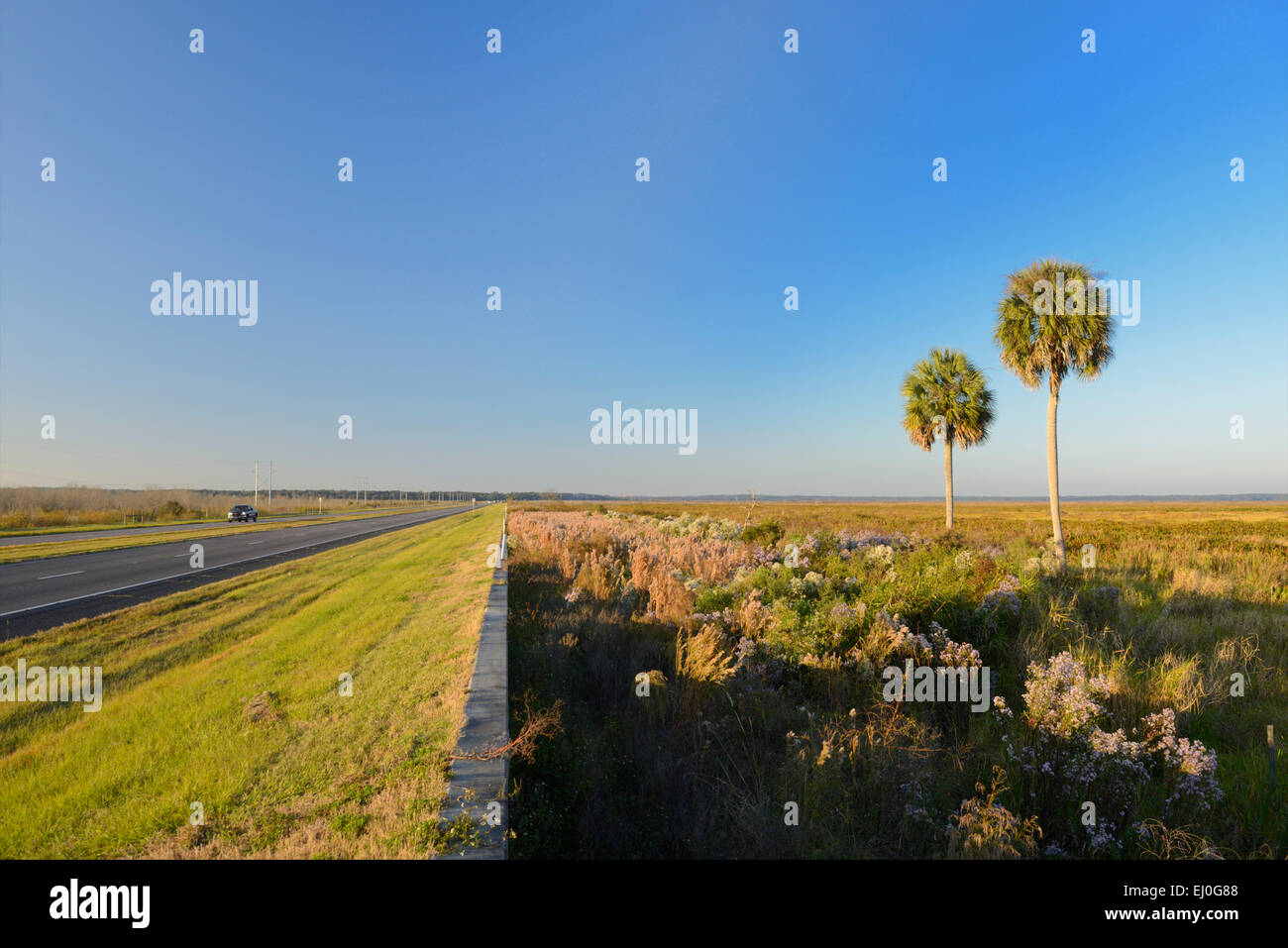 Paynes prairie state park florida hi-res stock photography and images ...