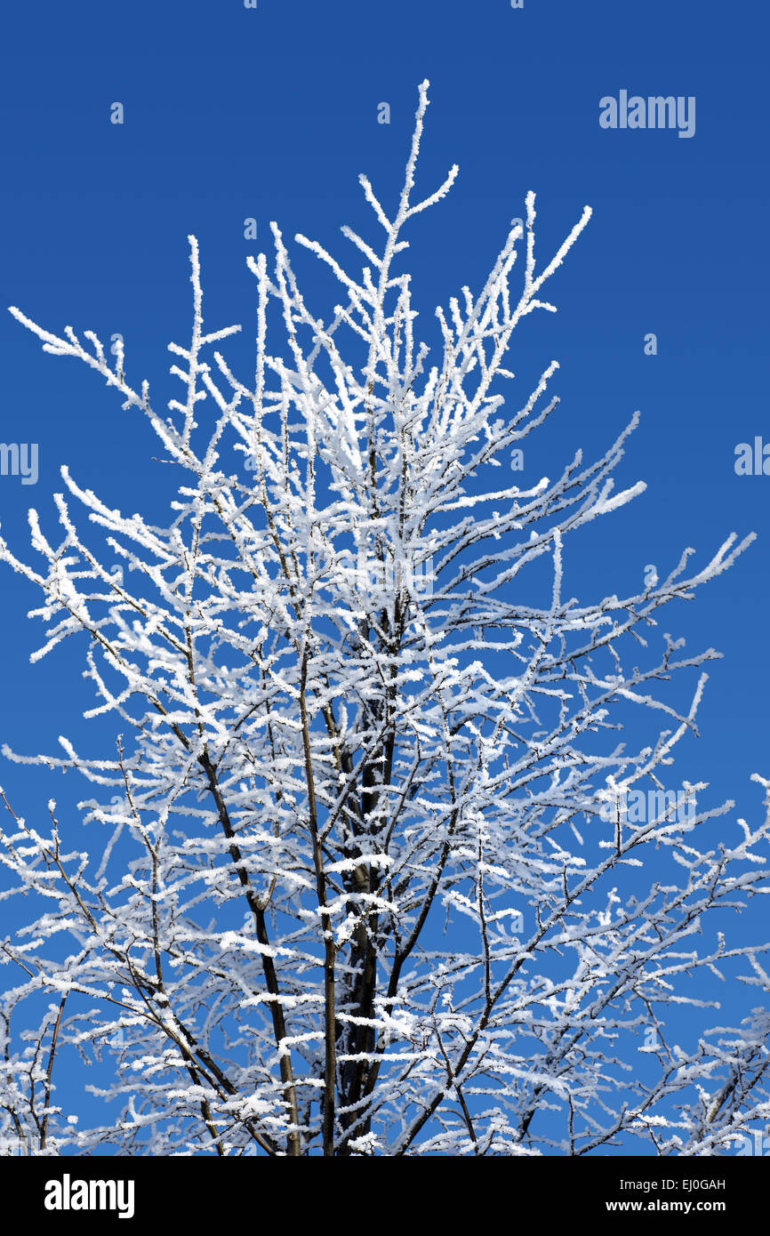 Braches of tree hi-res stock photography and images - Alamy