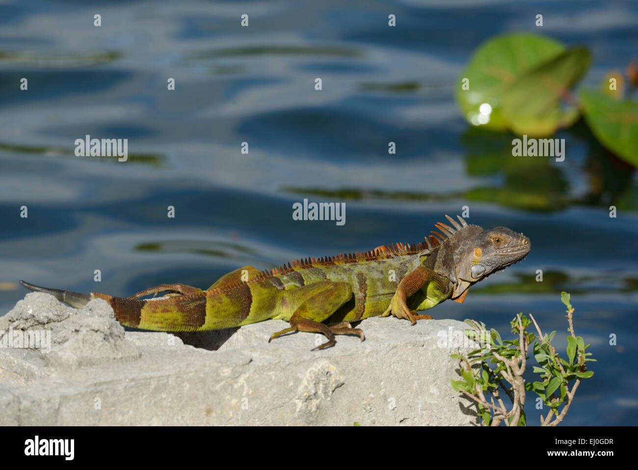 USA, Florida, Dade County, Miami Beach, Iguana Stock Photo - Alamy