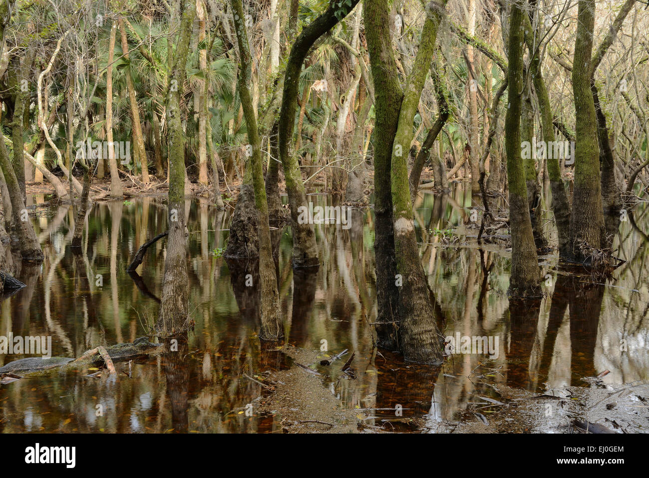 Swamp hi-res stock photography and images - Alamy