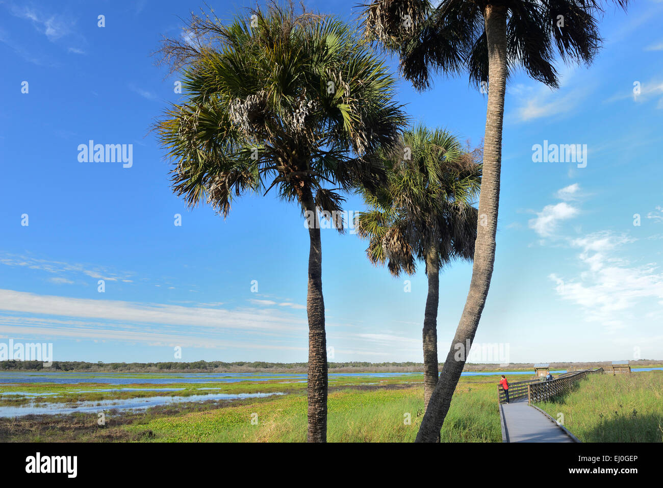 Myakka river hi-res stock photography and images - Alamy