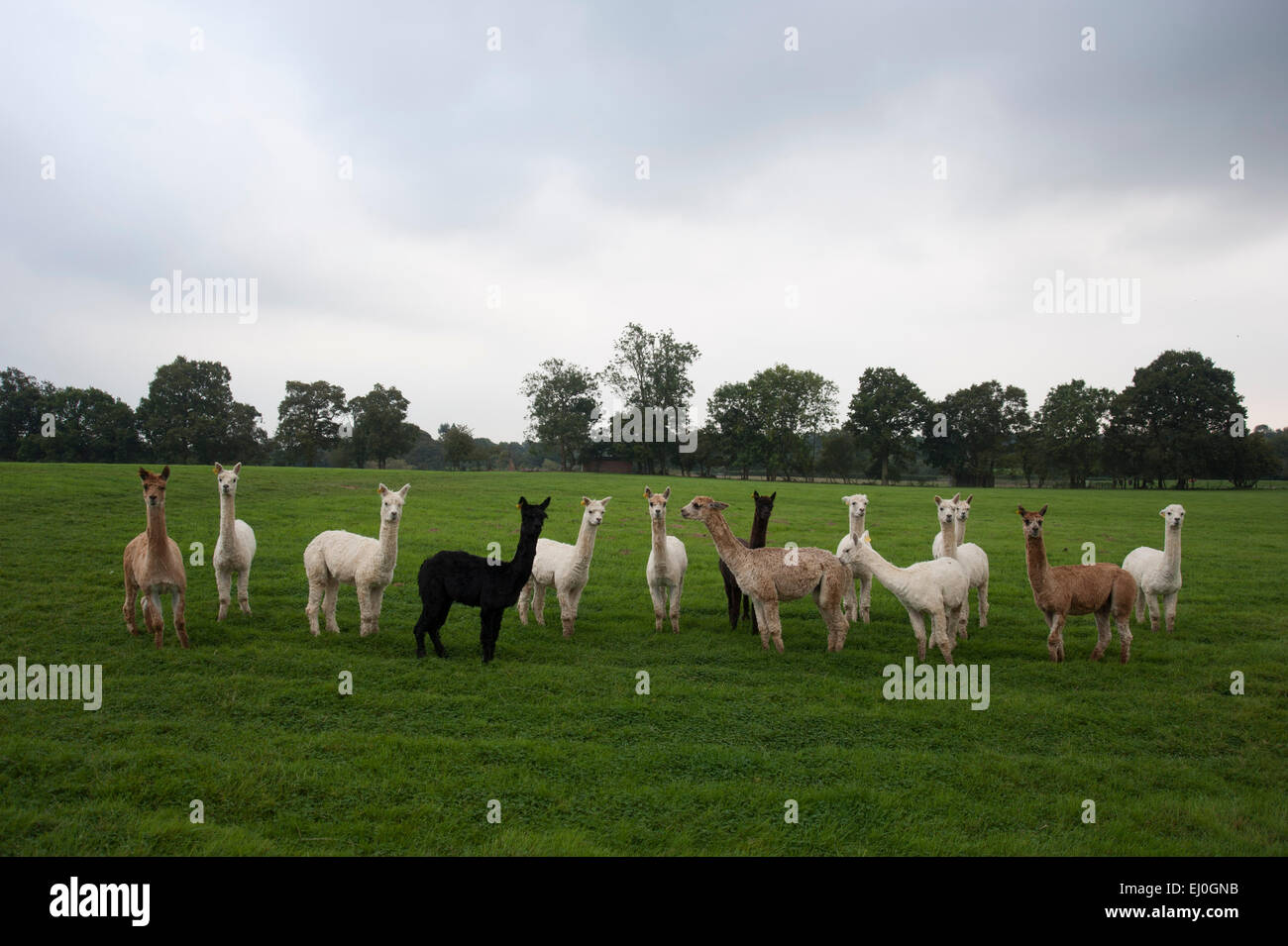 alpacas in a field with a gray sky above all looking at the camera ...