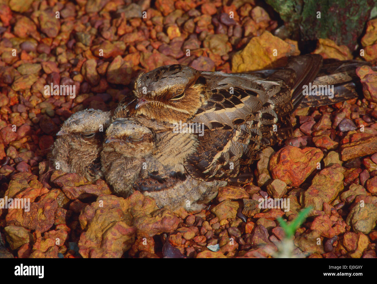 Long tailed nightjar caprimulgus macrurus hi-res stock photography and images - Alamy