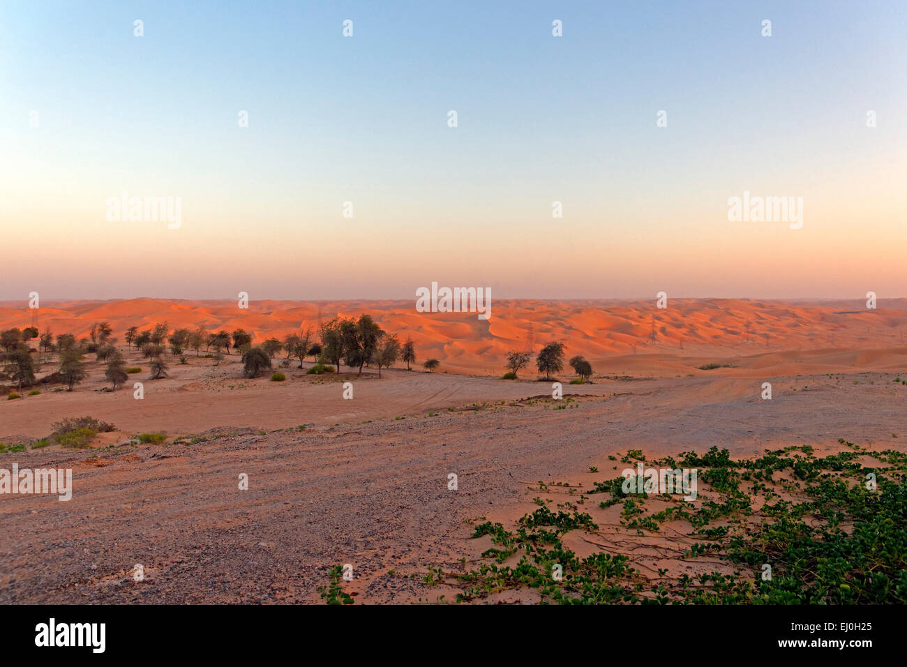 Plants desert uae hi-res stock photography and images - Alamy