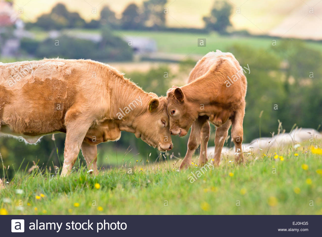 Cow And Calf Stock Photos & Cow And Calf Stock Images - Alamy