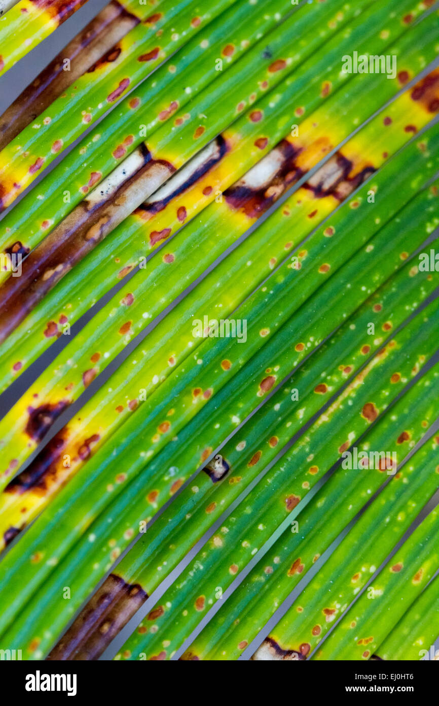 Abstract macro background of a leaf from a plant Stock Photo - Alamy