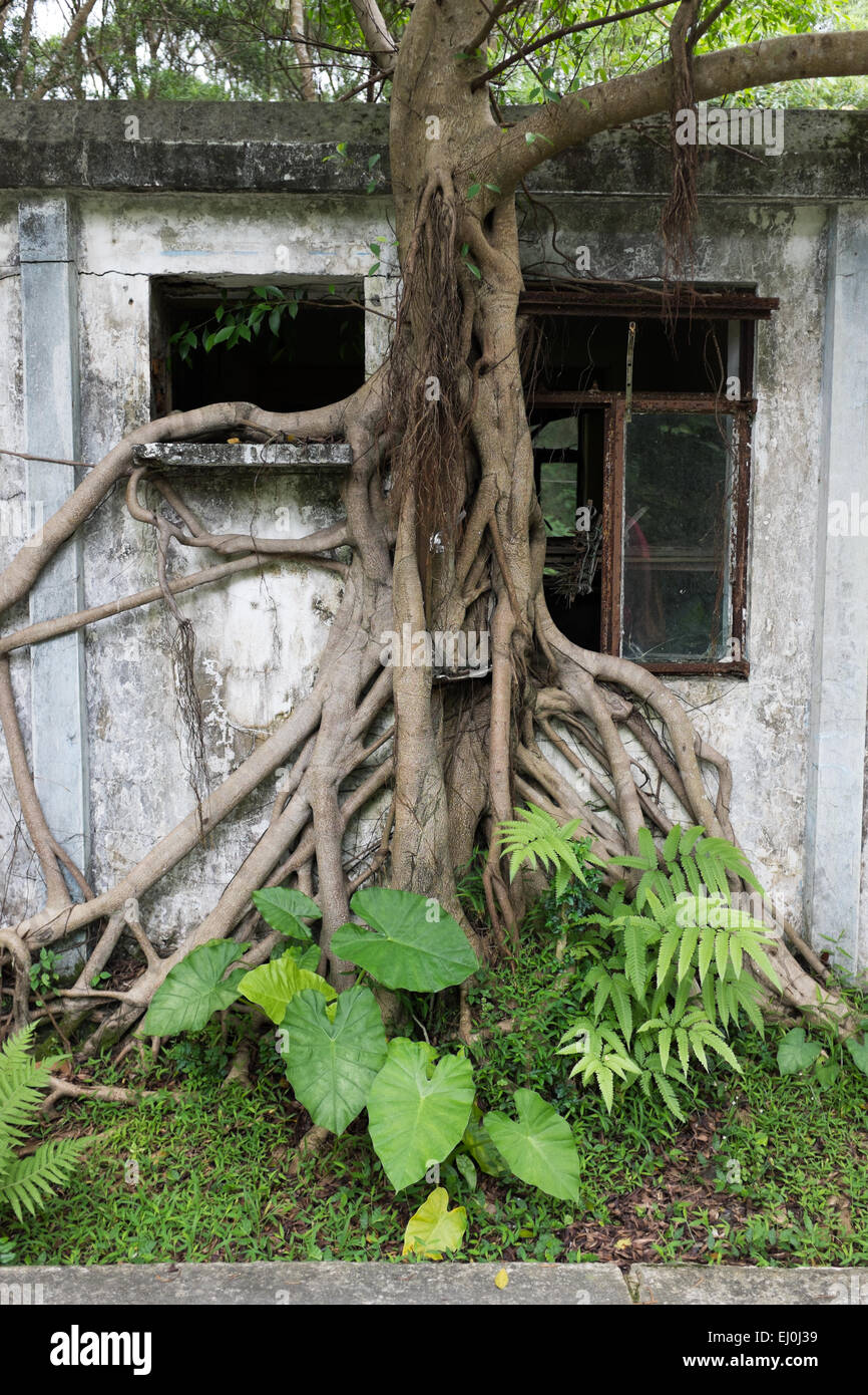 This image shows the roots of a tree growing over a disused building on ...