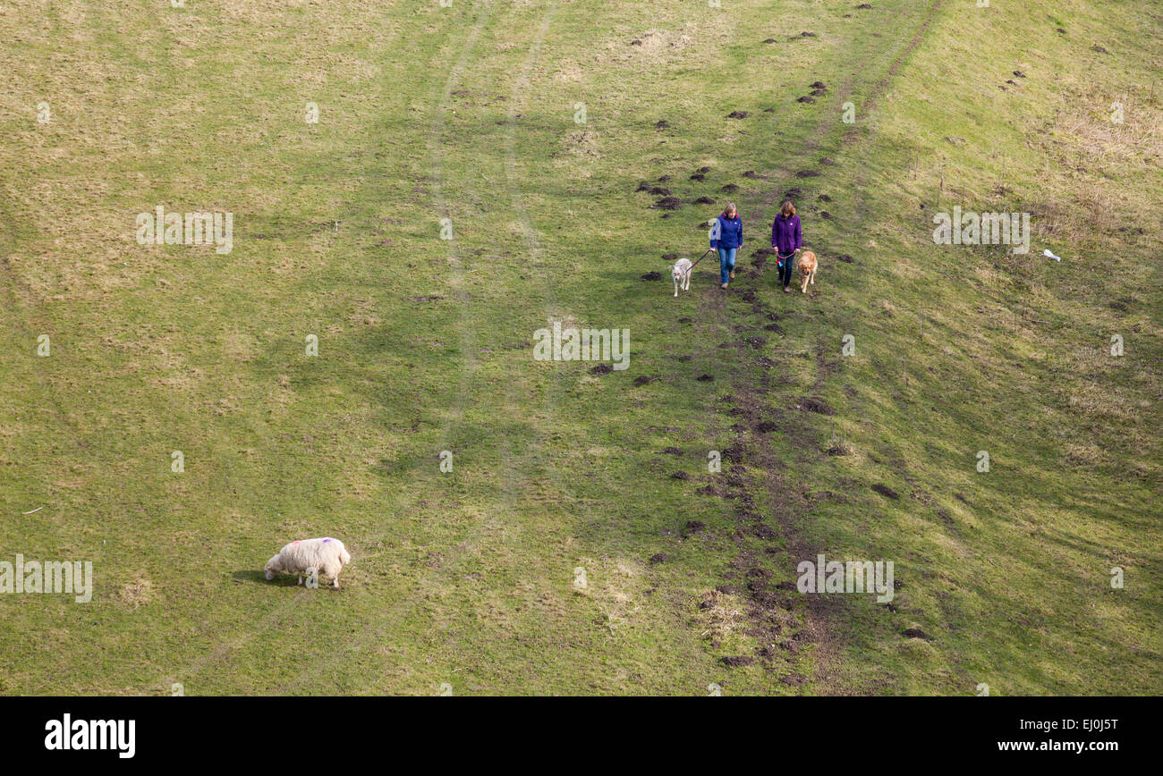 Walkers sheep hi-res stock photography and images - Alamy