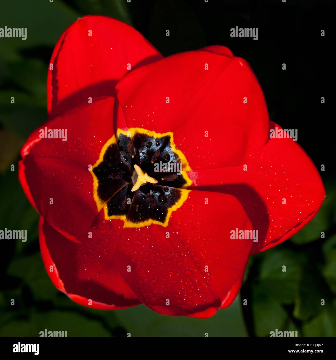 Inside of a red tulip from above Stock Photo - Alamy