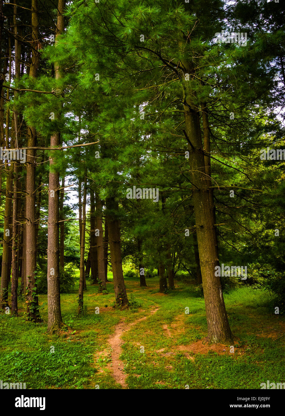 Pennsylvania pine tree hi-res stock photography and images - Alamy