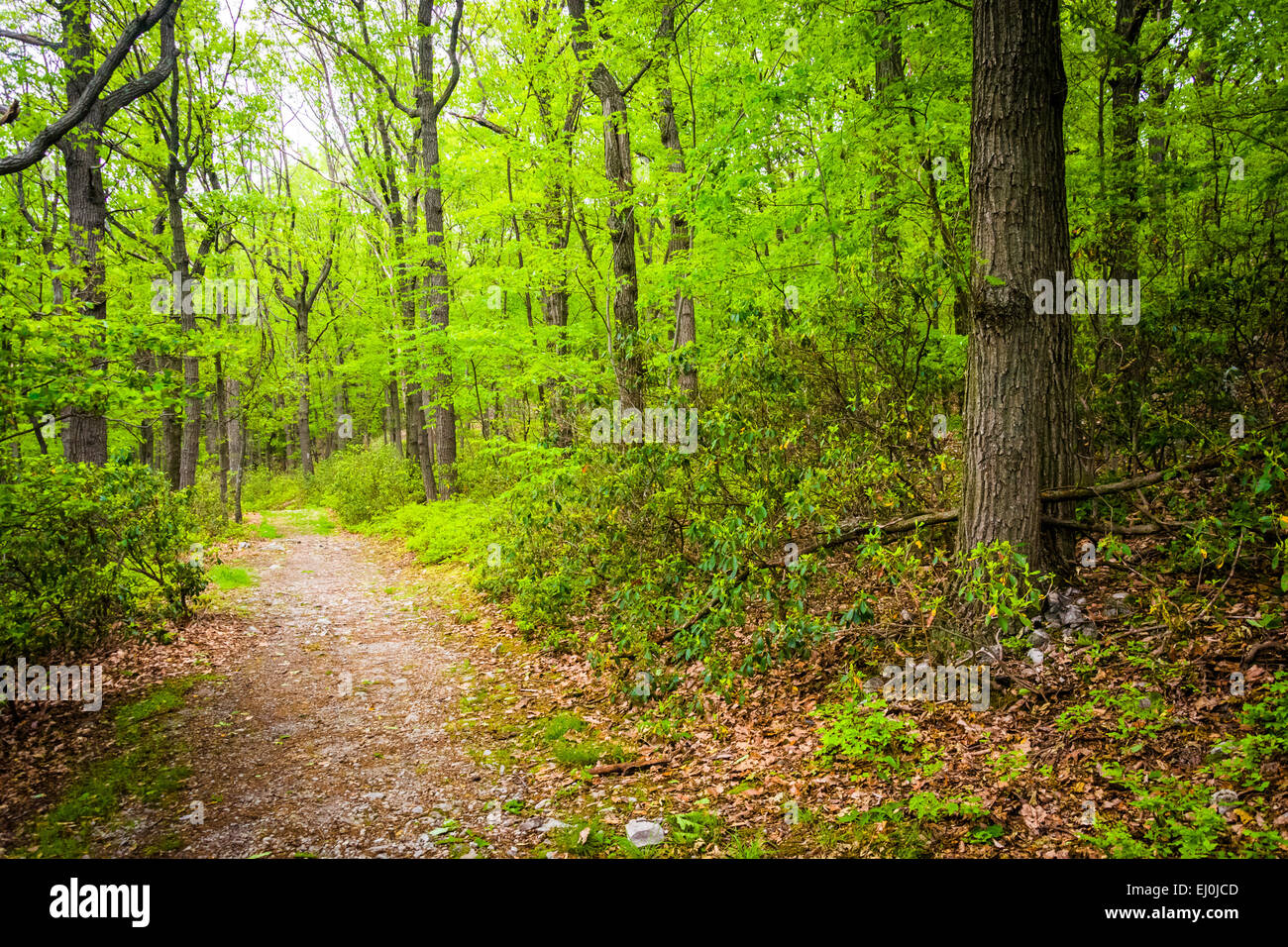 Trail through the forest near Skyline Drive in Reading, Pennsylvania ...