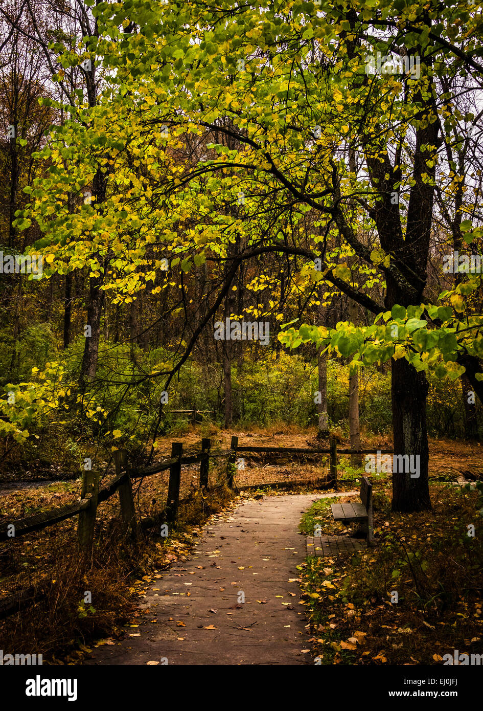 Tree along a path hi-res stock photography and images - Alamy
