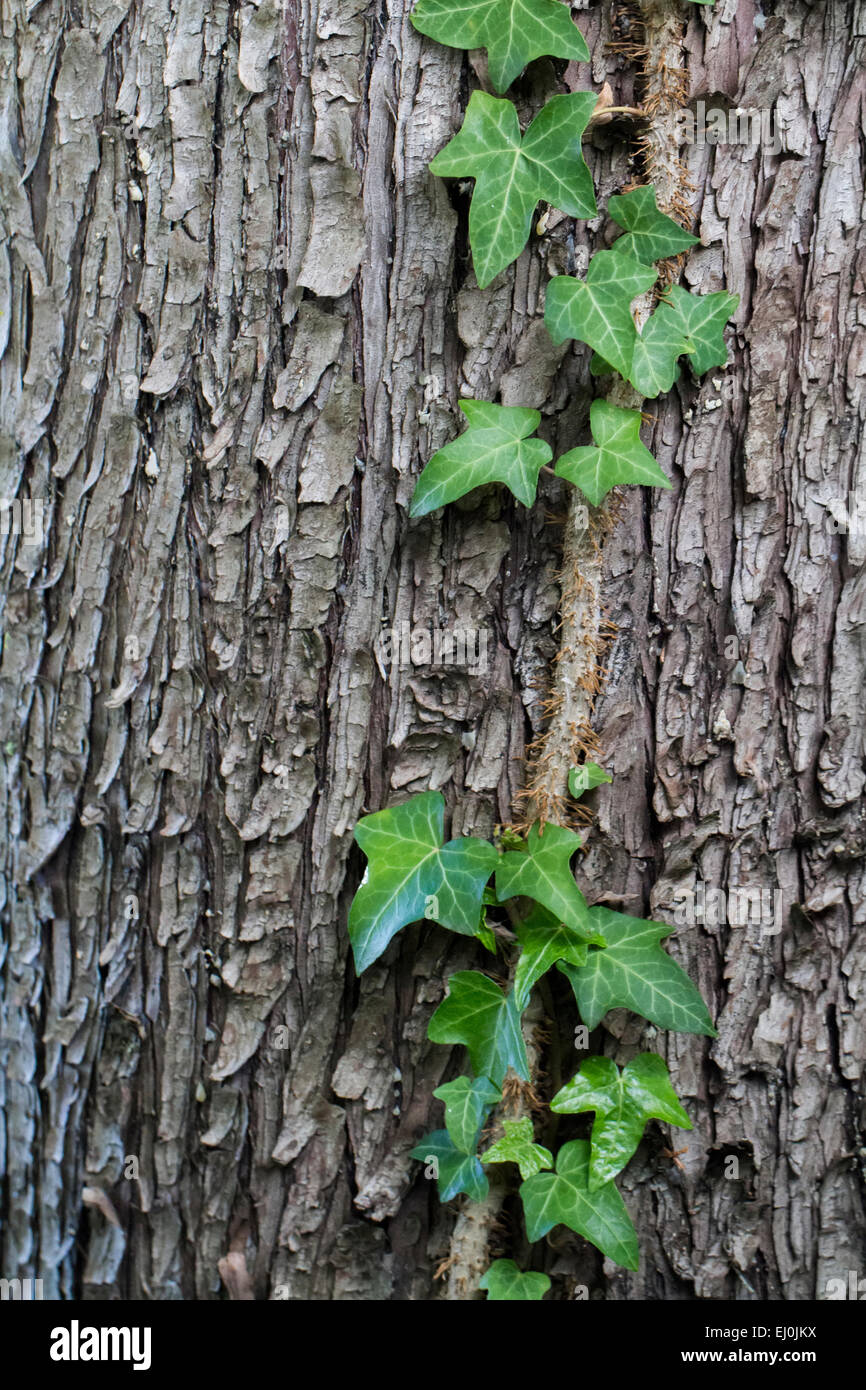 View of an ivy plant crawling up a tree Stock Photo - Alamy