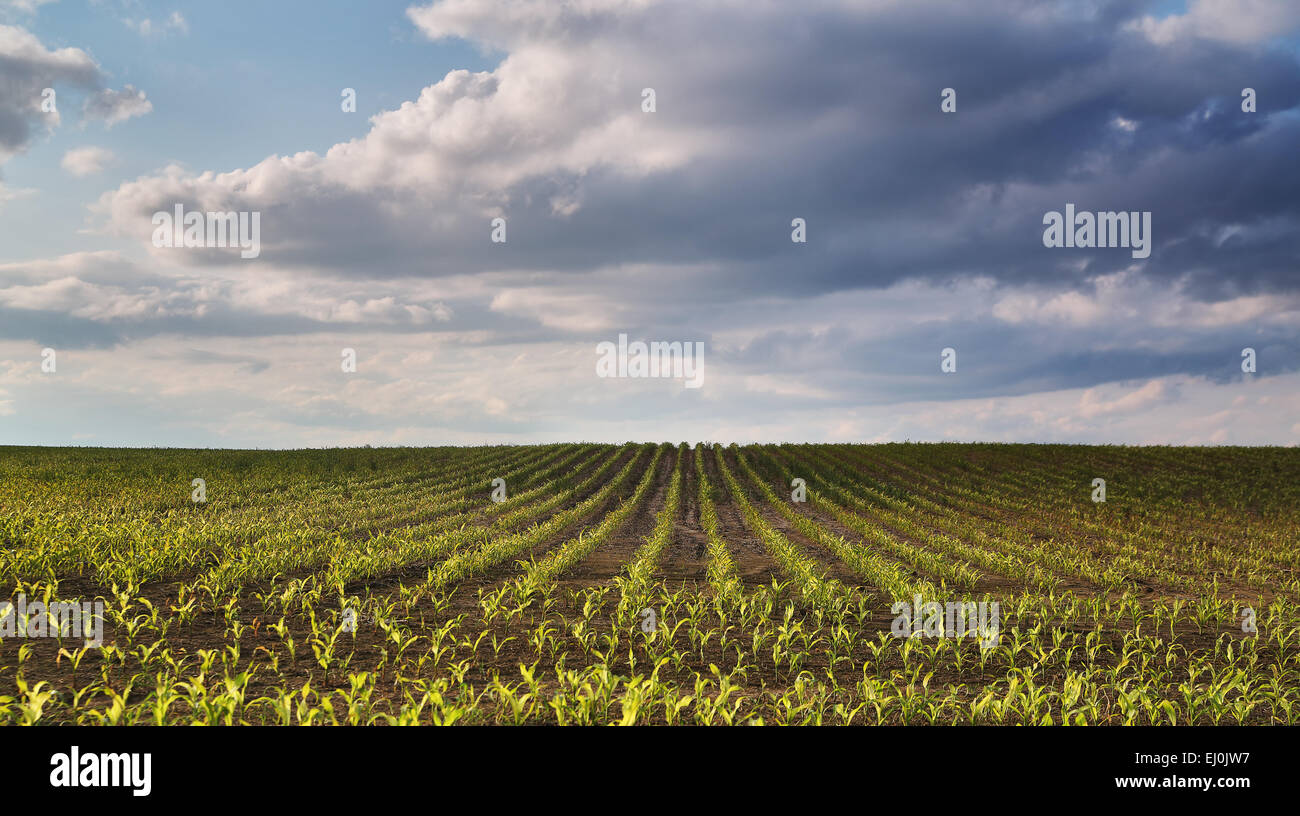 Corn fields europe hi-res stock photography and images - Alamy