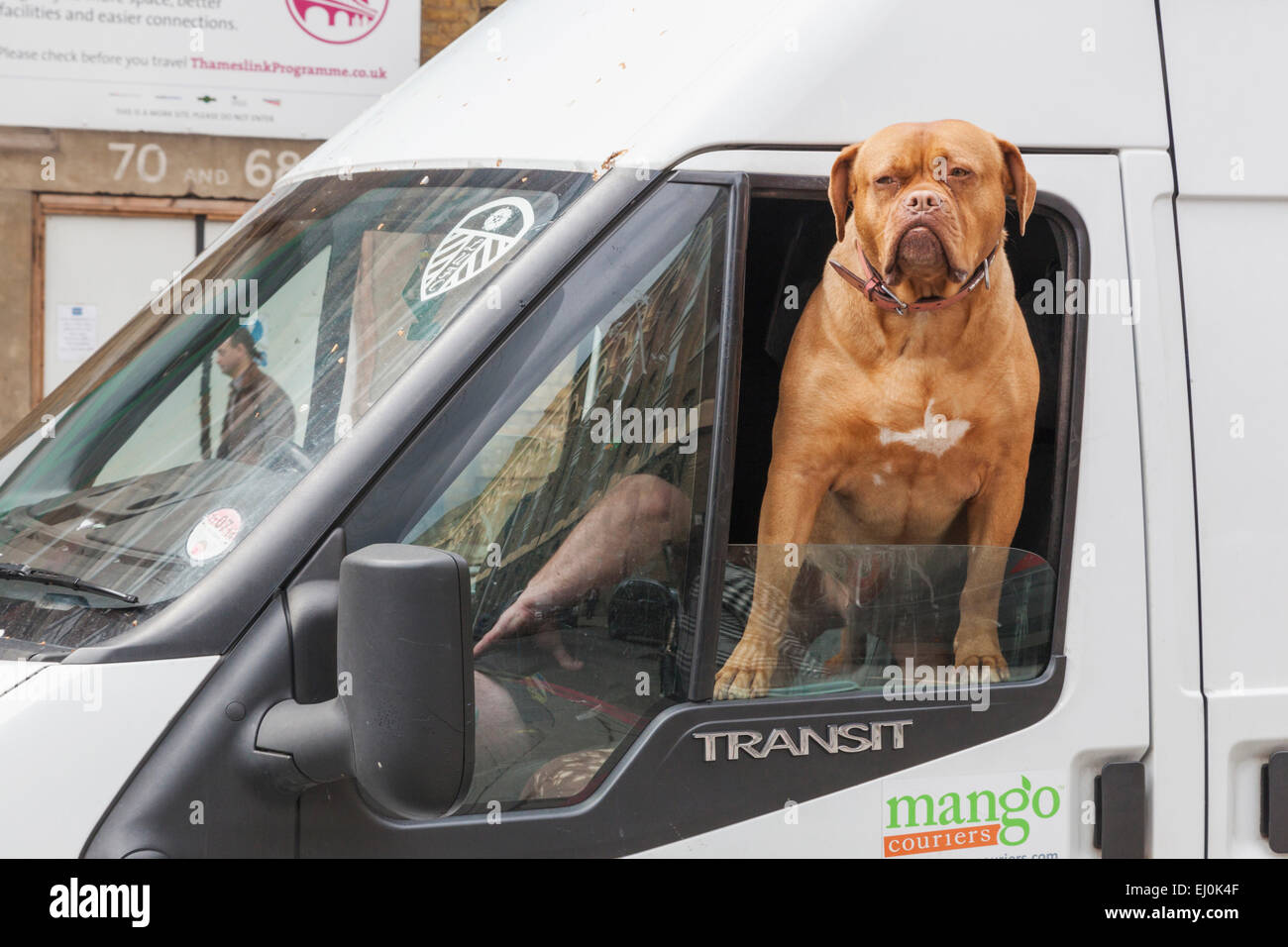 England, London, Dog Looking Out of Van Window Stock Photo - Alamy
